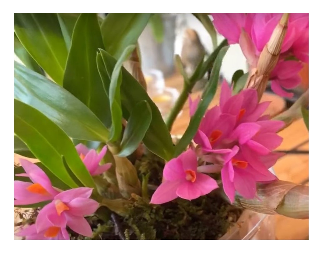 1x Dendrobium Hibiki Miniatur Zimmer Pflanze - Orchidee OW58
