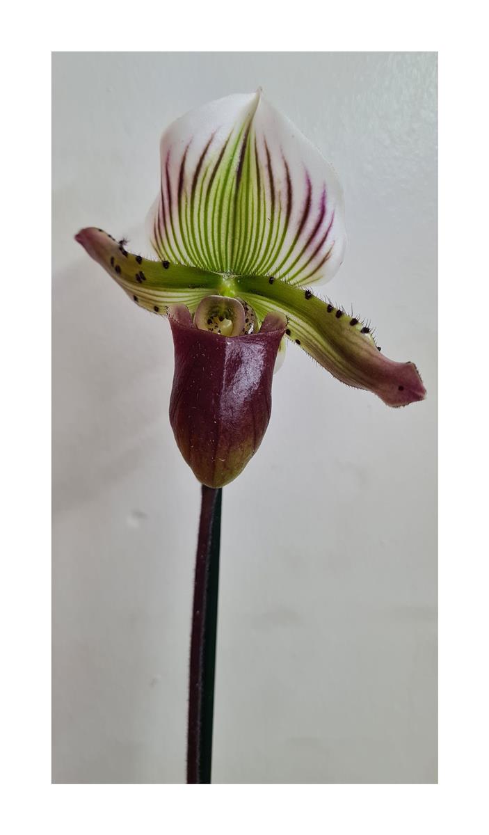 1x Paphiopedilum Gigas Cordean Hall Sämling Zimmer Pflanze - Orchidee OW180