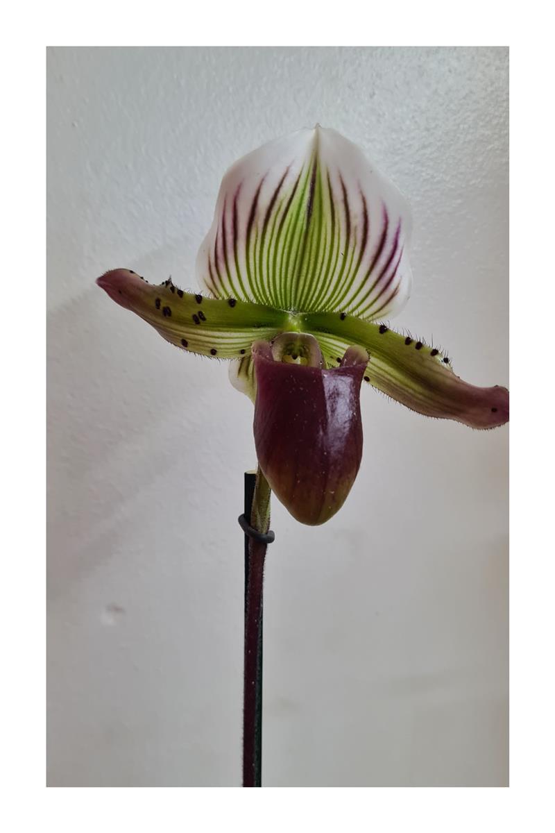 1x Paphiopedilum Gigas Cordean Hall Sämling Zimmer Pflanze - Orchidee OW180
