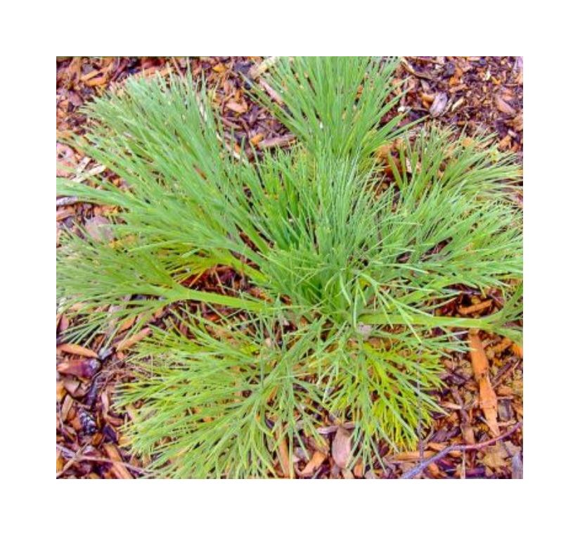 5x Aciphylla dieffenbachii Dieffenbachs Sperrgras Garten Pflanzen - Samen ID316