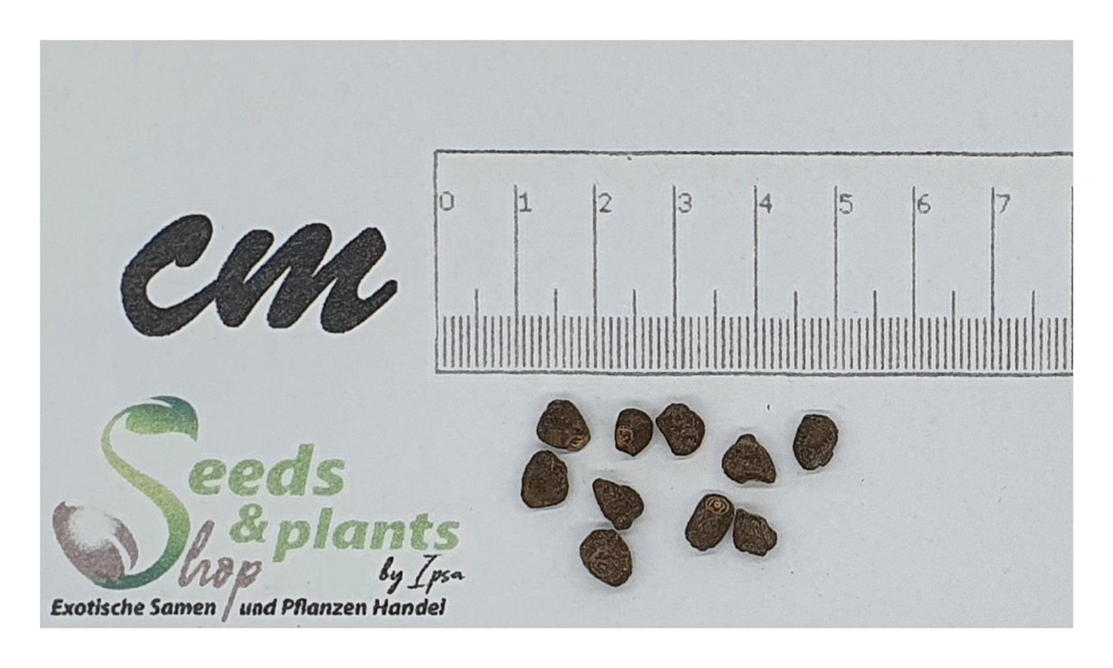 Musa Textilis Seeds