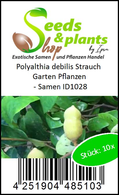 10x Polyalthia debilis Strauch Garten Pflanzen - Samen ID1028
