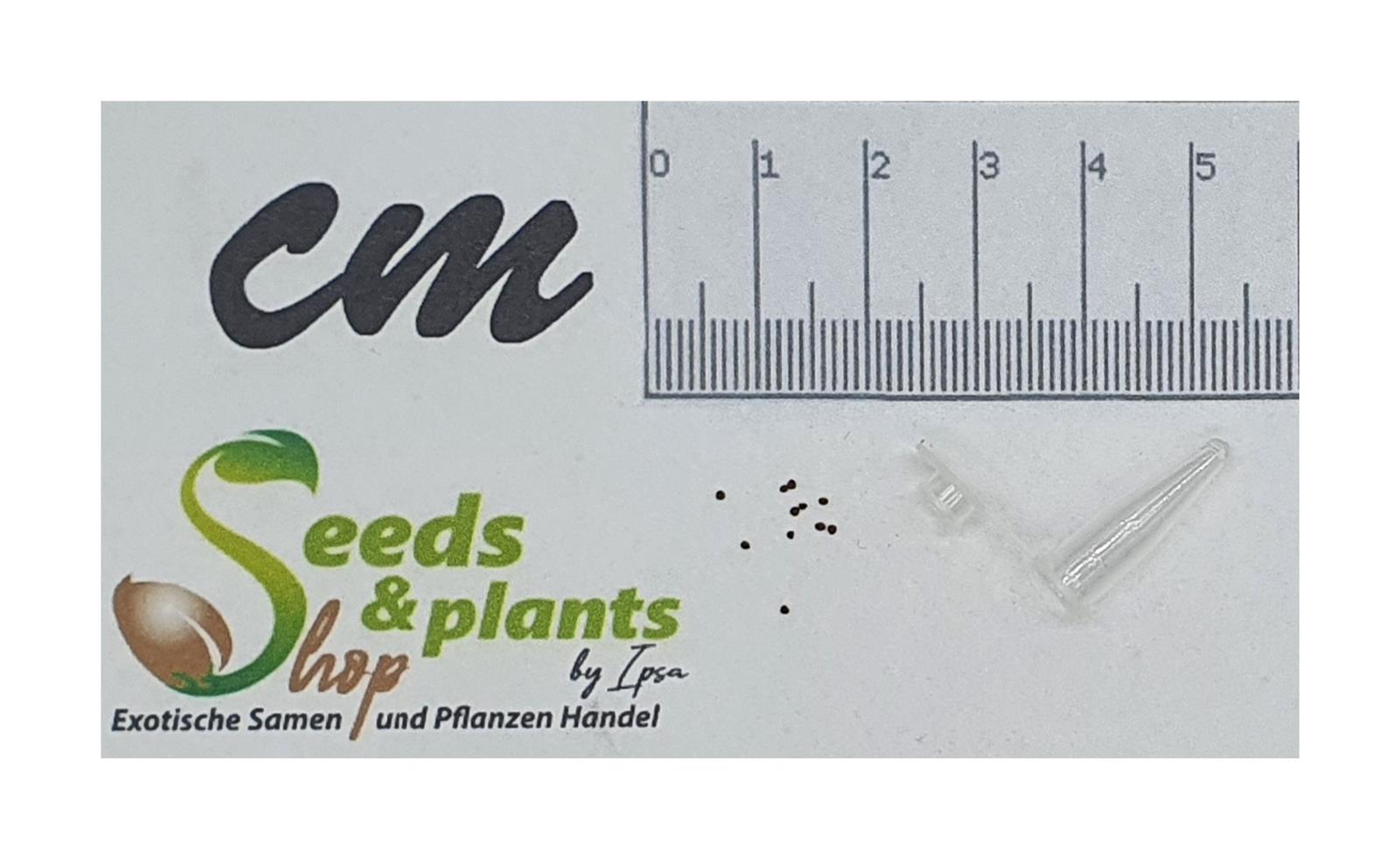 10x Prosopanche americana Garten Pflanzen - Samen ID1029