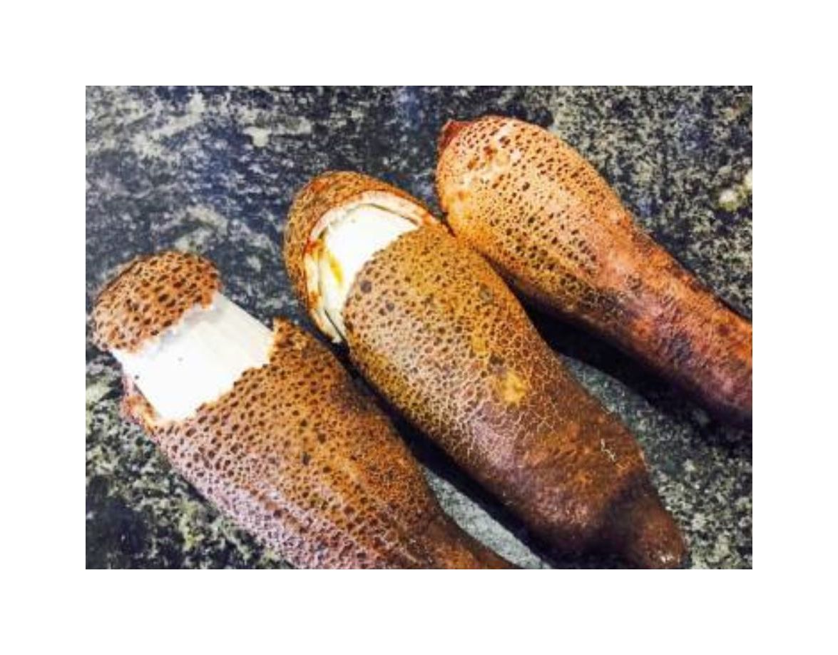 10x Prosopanche americana Garten Pflanzen - Samen ID1029