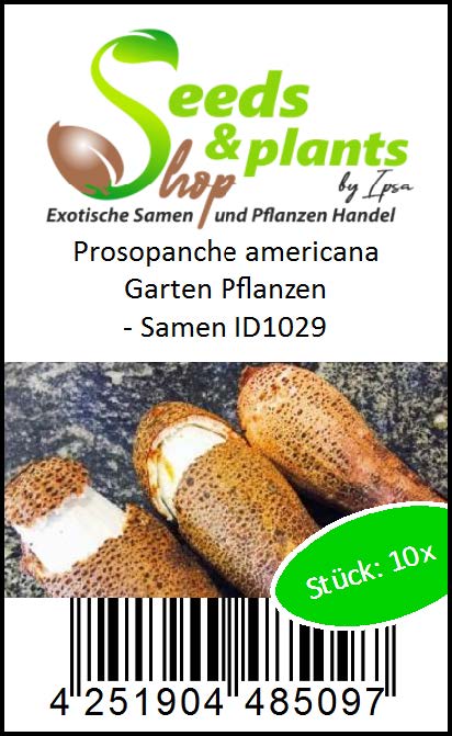 10x Prosopanche americana Garten Pflanzen - Samen ID1029