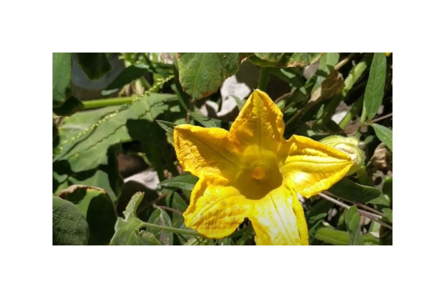 10x Cucurbita ficifolia Feigenblatt Kürbis Garten Pflanzen - Samen ID1239