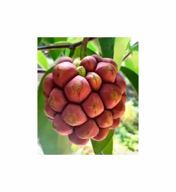 1x Duguetia phaeoclados - Kirsch-Cherimoya essbar süß Pflanzen - Samen ...